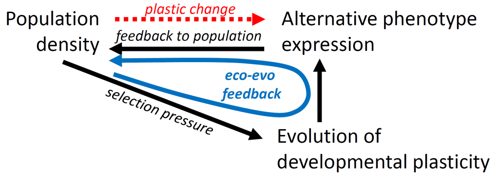 Behind the paper: Integrating developmental plasticity into eco ...